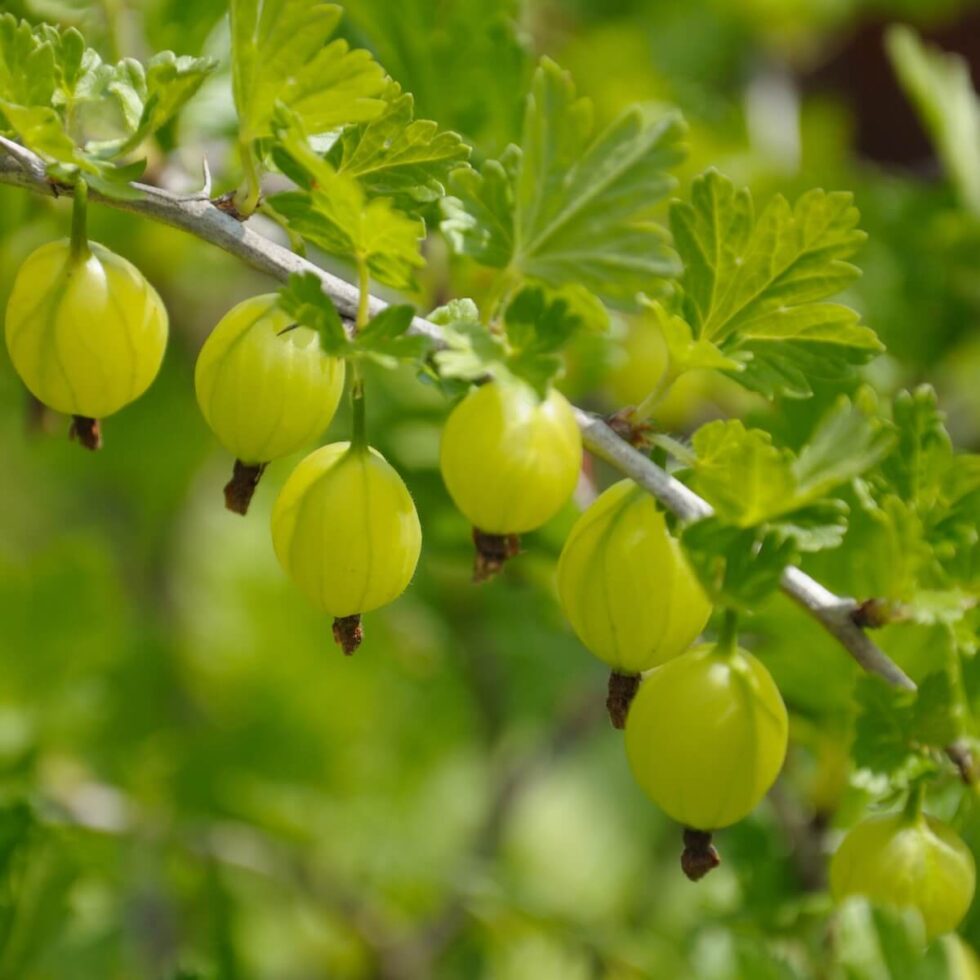 Gooseberry Giggles Green | iGardening