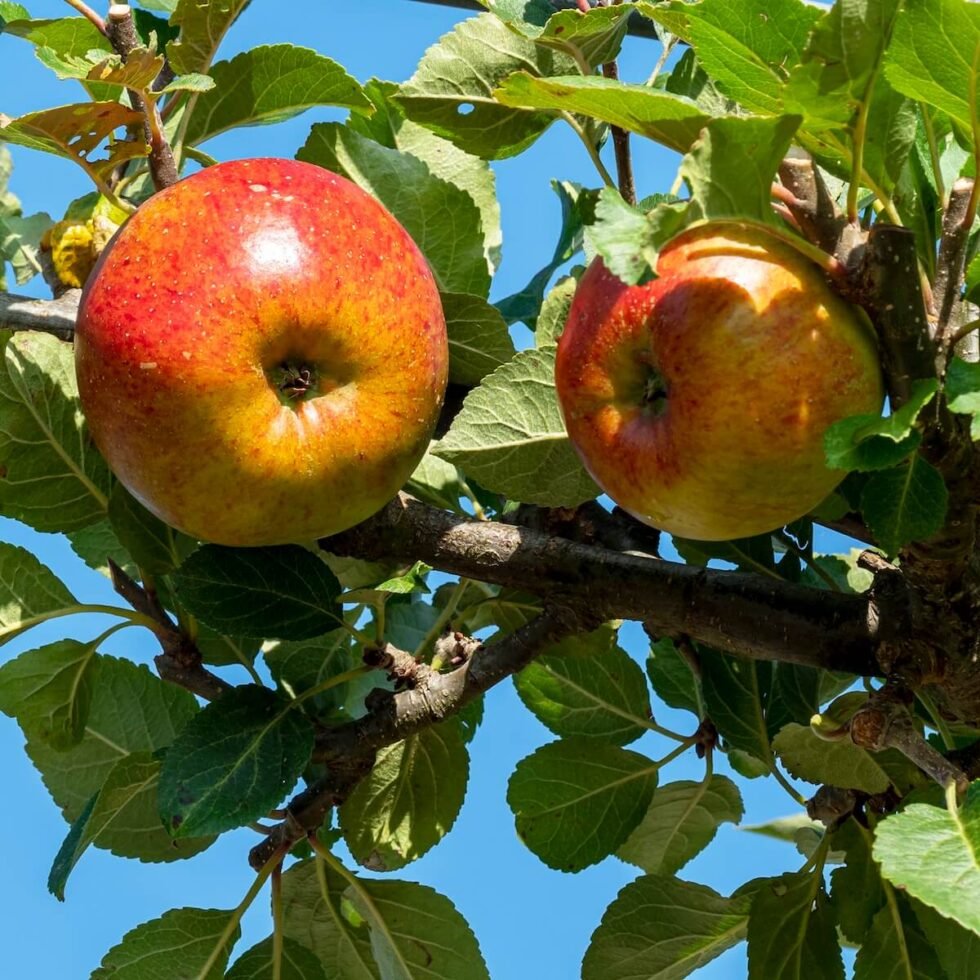 Apple Lord Lambourne | iGardening